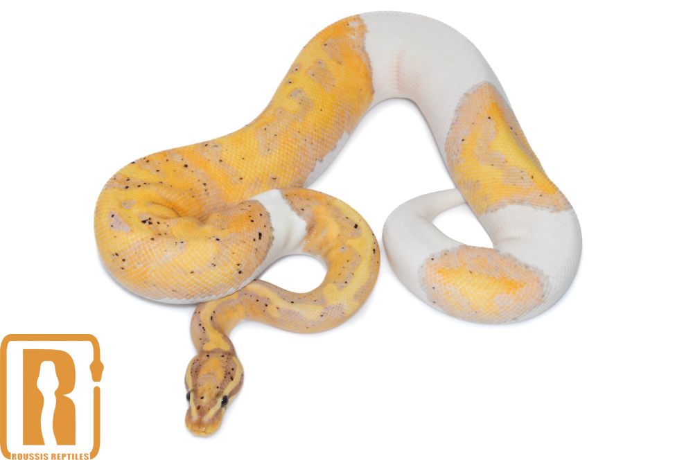 Pied Banana Archives - Roussis Reptiles | Reproducing Ball Python ...