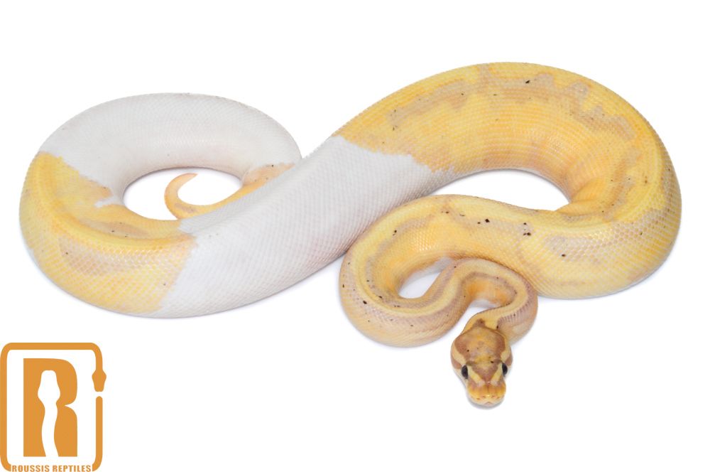 Pied Banana Archives - Roussis Reptiles | Reproducing Ball Python ...