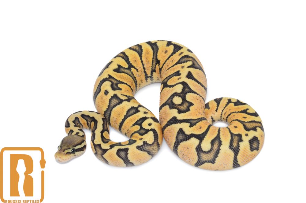 Navigation Roussis Reptiles - Reproducing Ball Pythons Since 1994