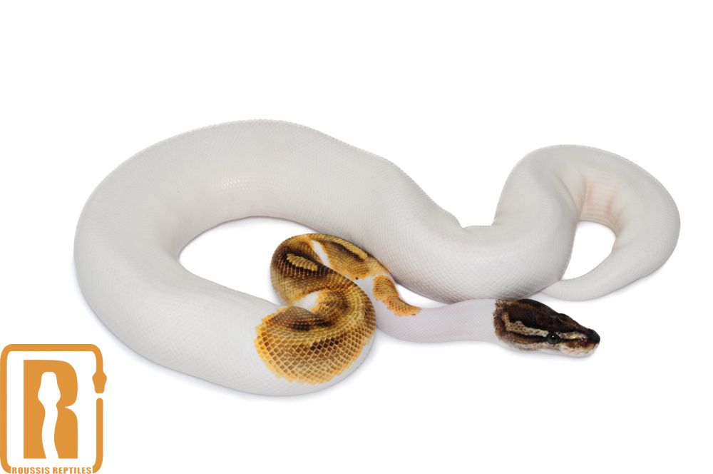 Pied Enchi Russo Archives - Roussis Reptiles | Reproducing Ball Python ...