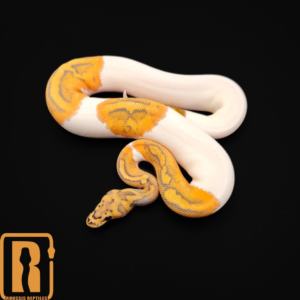 Clown Ghost Pied Archives - Roussis Reptiles | Reproducing Ball Python ...