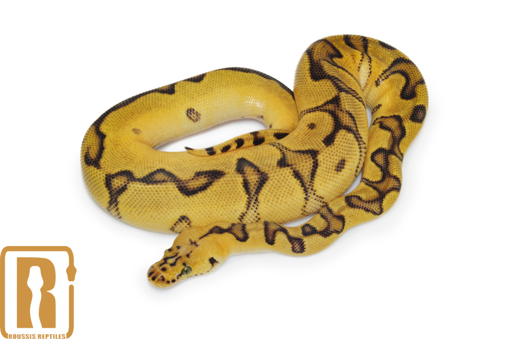 Clown Enchi Pastel Double Het Ghost Pied Archives - Roussis Reptiles ...