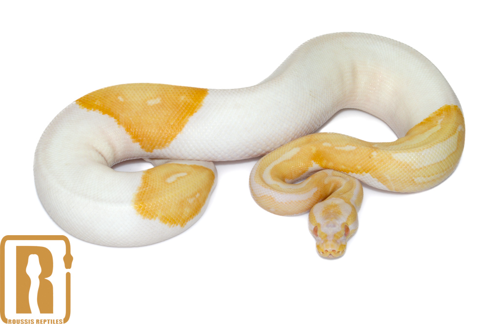 Shop Roussis Reptiles-Available Products Rare Ball Pythons