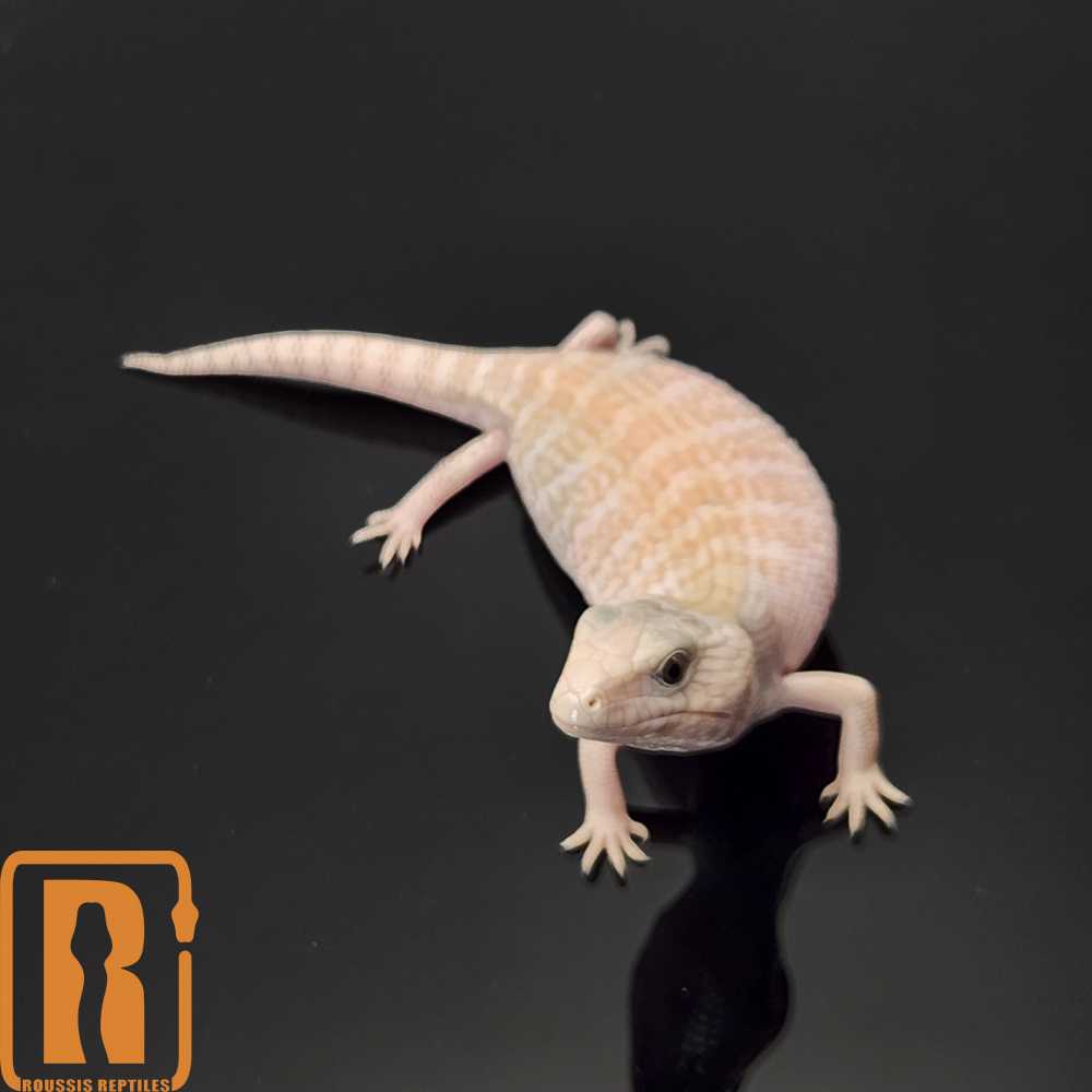 Blue Tongue Skinks - Roussis Reptiles