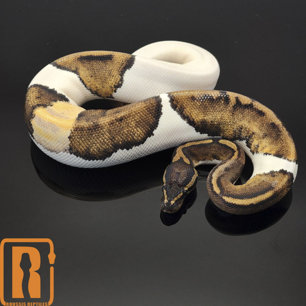 Shop Roussis Reptiles-Available Products Rare Ball Pythons