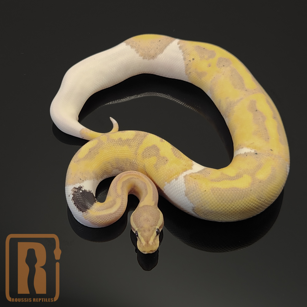 Shop Roussis Reptiles-Available Products Rare Ball Pythons