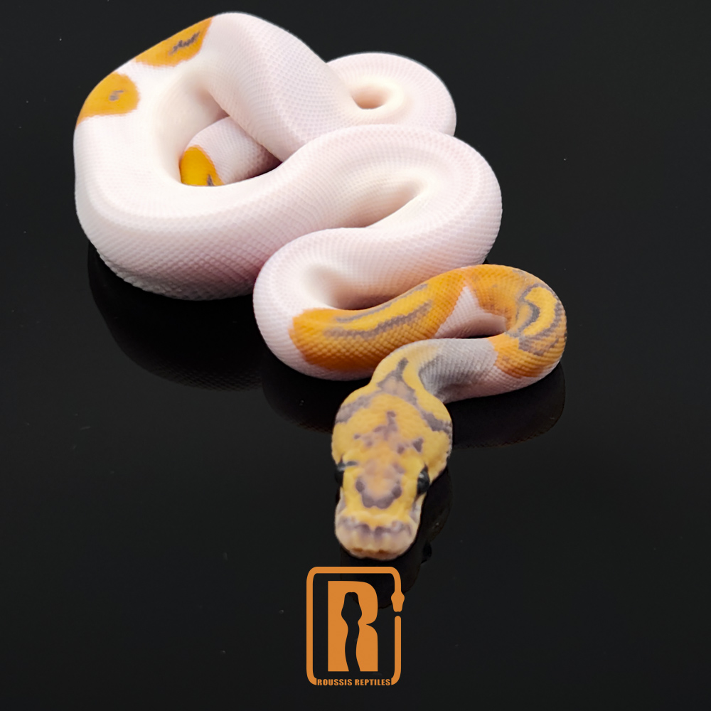 Clown Ghost Pied Archives - Roussis Reptiles | Reproducing Ball Python ...