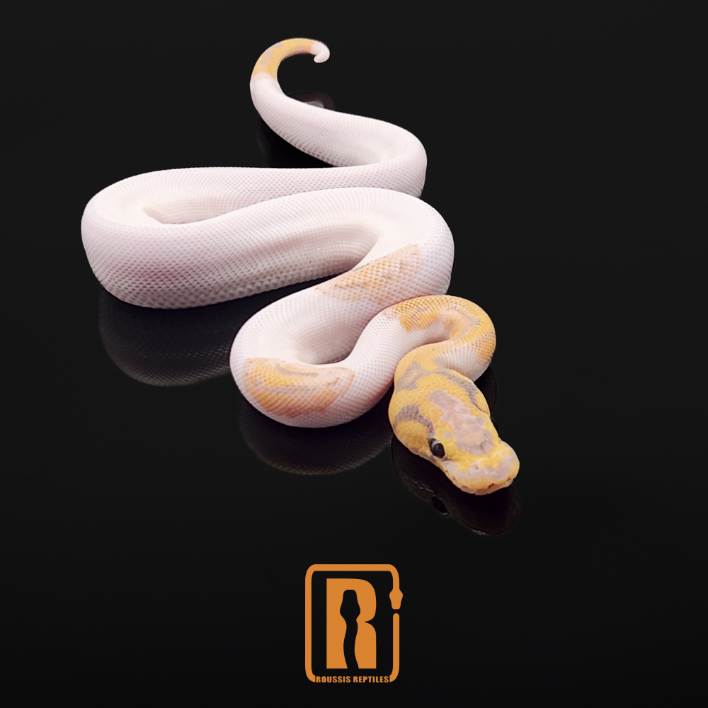 Clown Pied Banana Archives - Roussis Reptiles | Reproducing Ball Python ...