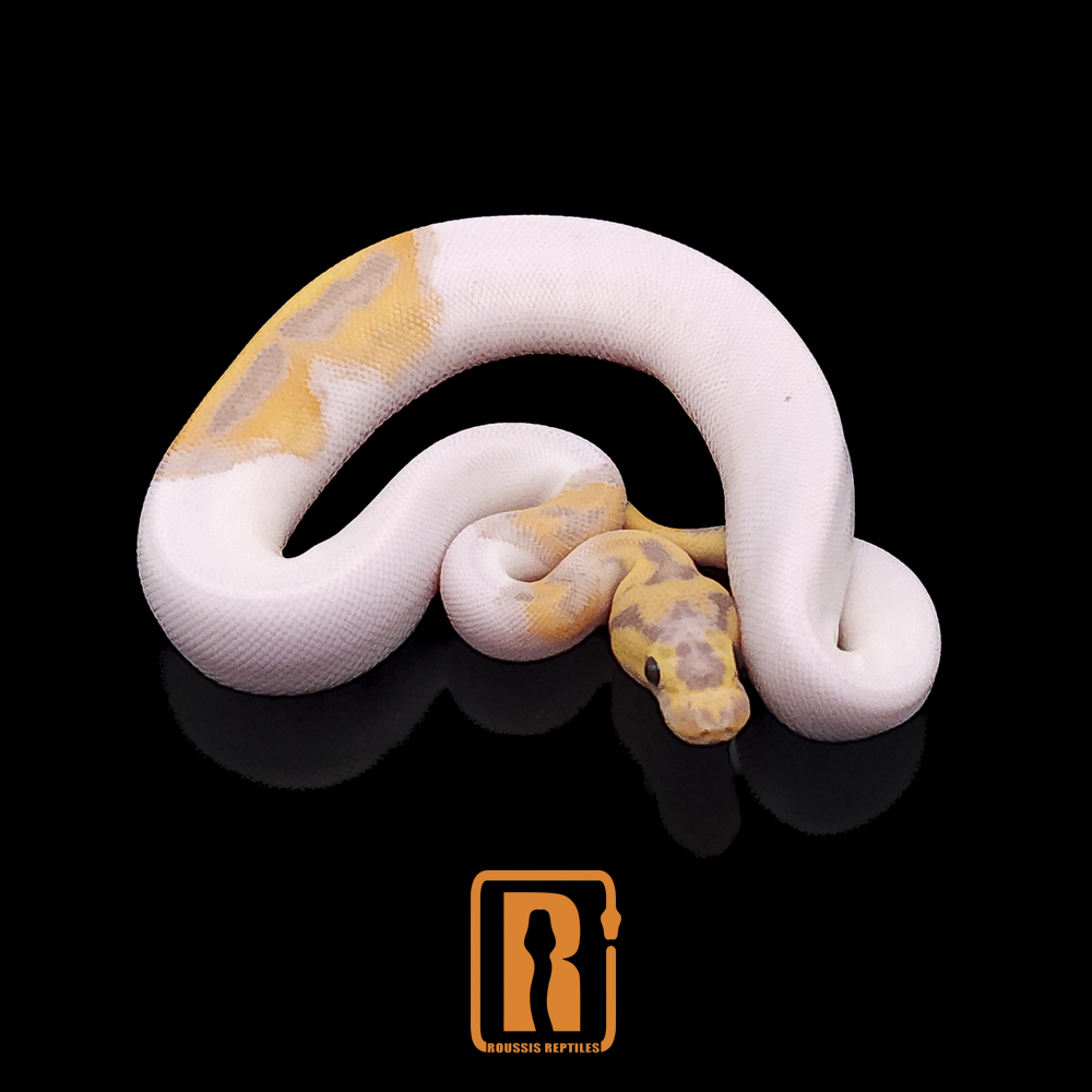 Clown Pied Banana Archives - Roussis Reptiles | Reproducing Ball Python ...